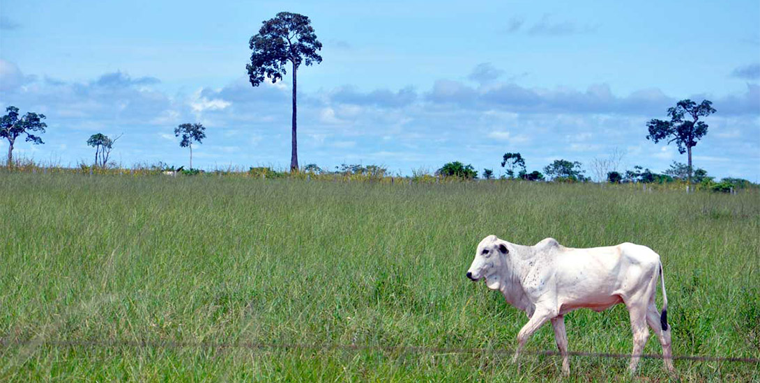 Reprise: Certificação da carne no Brasil - Mundo Sustentável | André ...